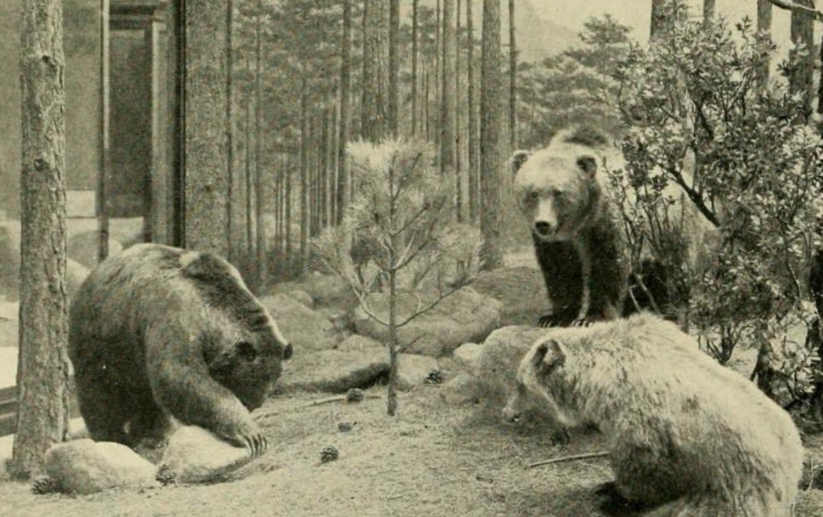 El oso gris mexicano, el animal que llevamos a la extinción