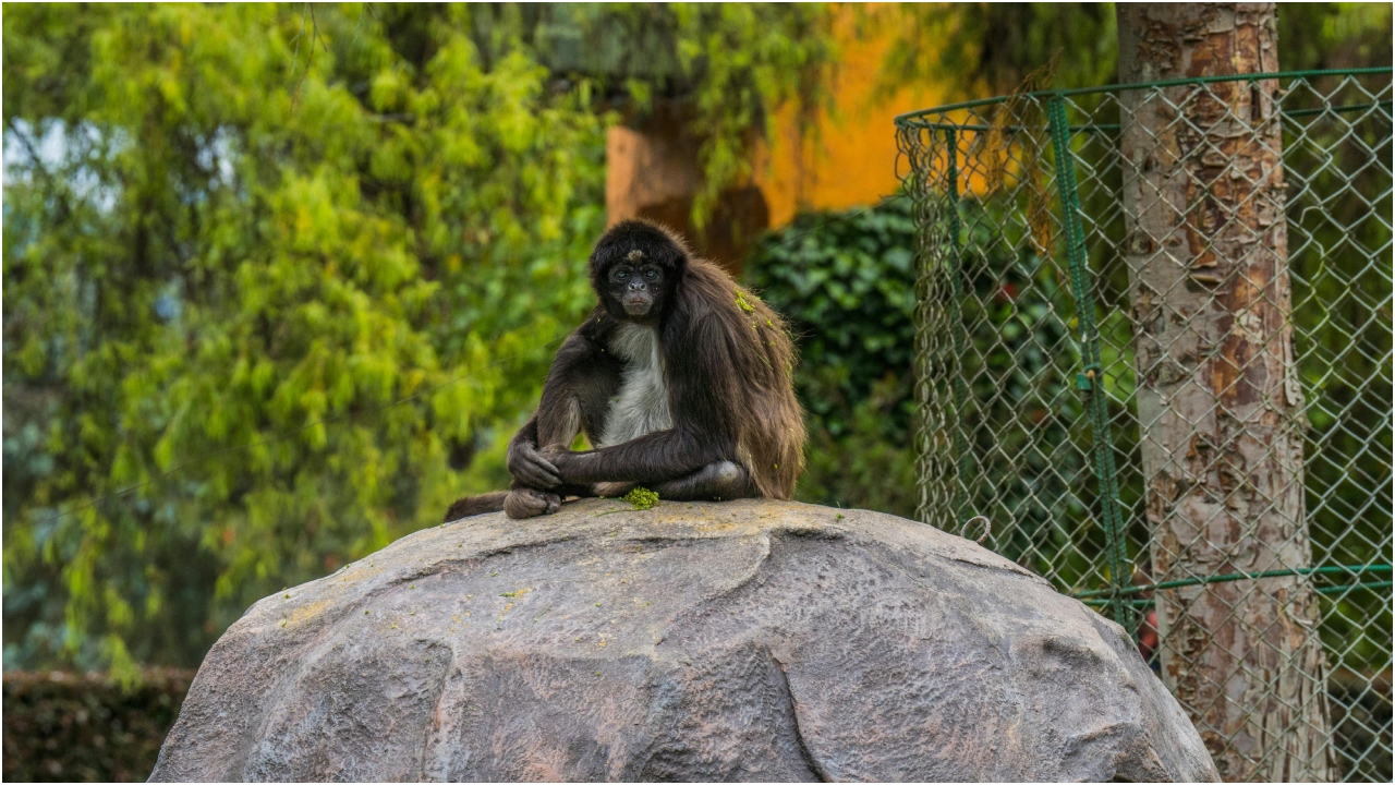 Aguascalientes turismo: En este lugar puedes ver a Panchito, el mono araña