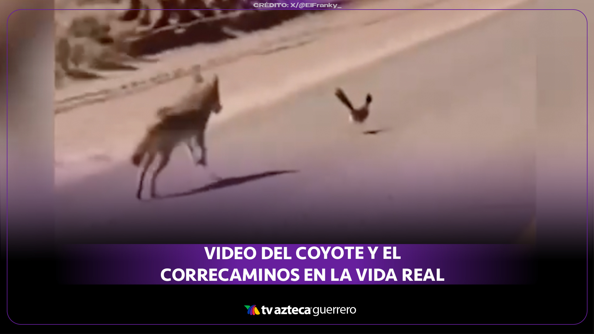 Captan a un coyote persiguiendo a un correcaminos en la vida real: video
