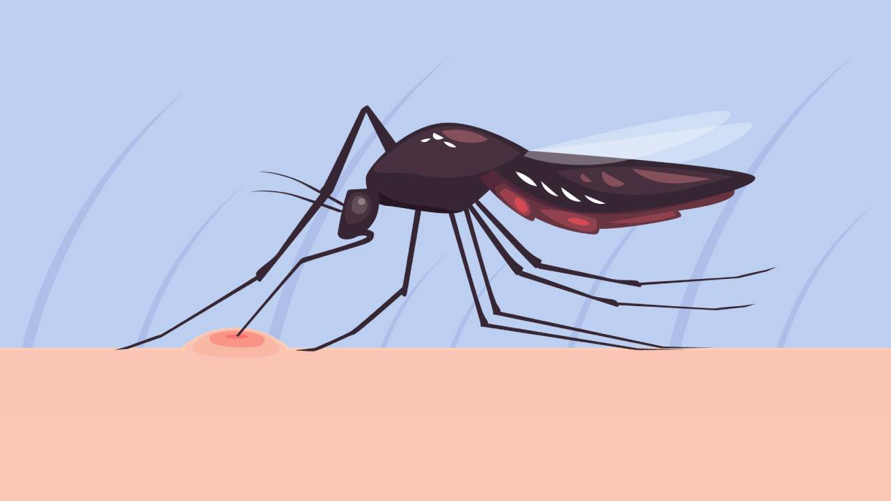 Síntomas del dengue y por qué me siento tan mal