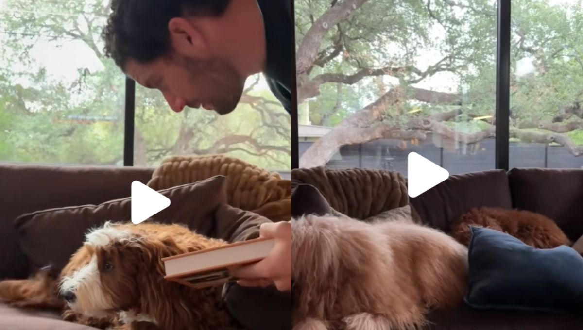 VIDEO: el perro estaba siendo regañado y su reacción sorprendió a todos