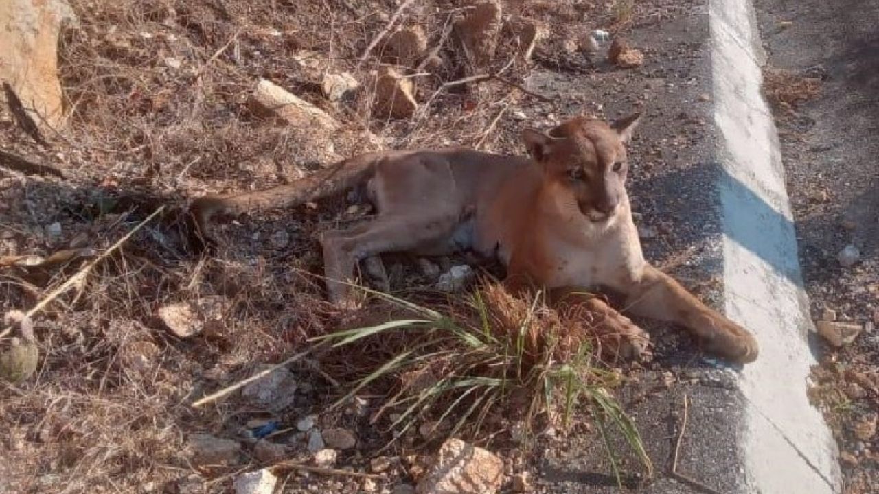 Puma rescatado en la Autopista Siglo XXI sería liberado por Profepa