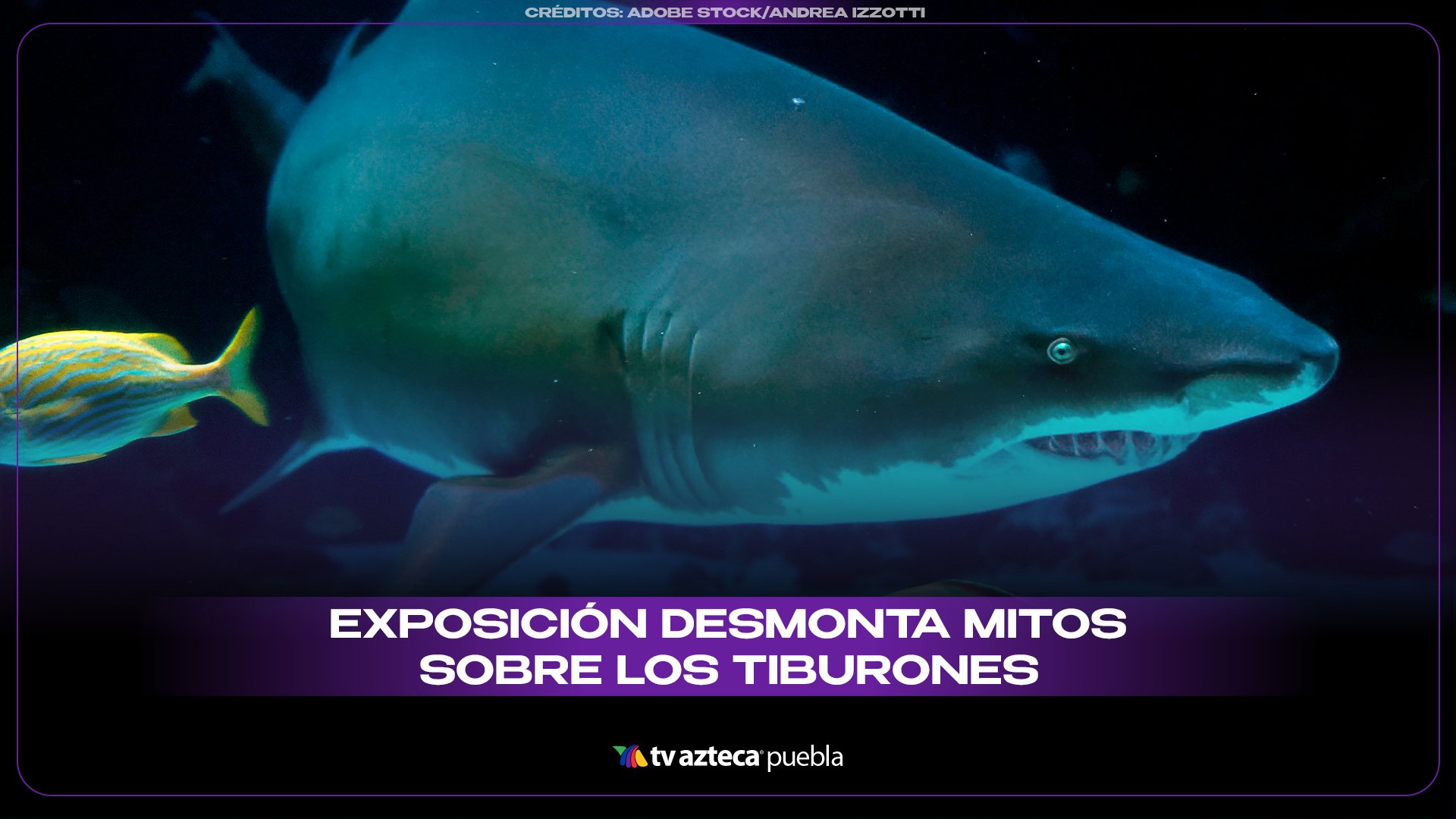 Muestra en México revela la verdadera naturaleza de los tiburones