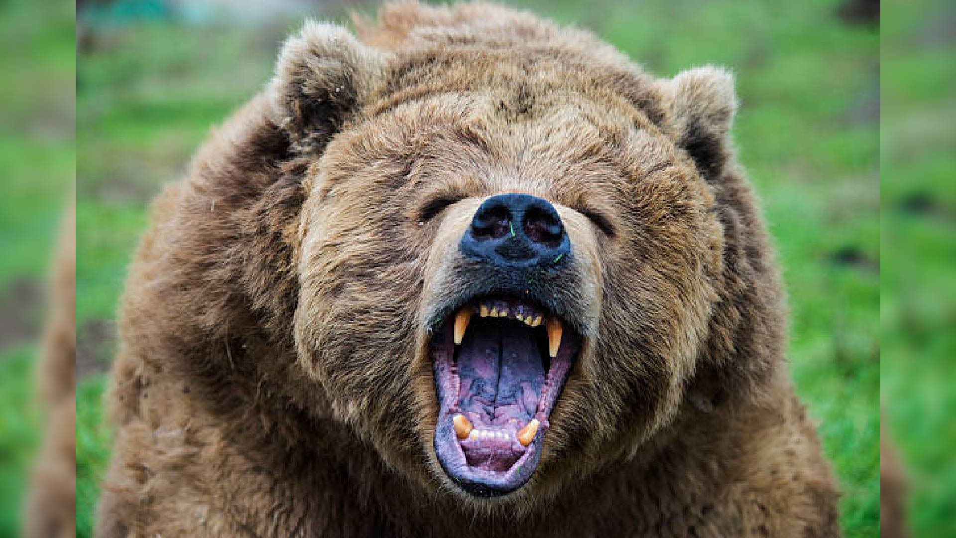 Oso ataca brutalmente a estudiantes y maestros, reportan 11 personas ...