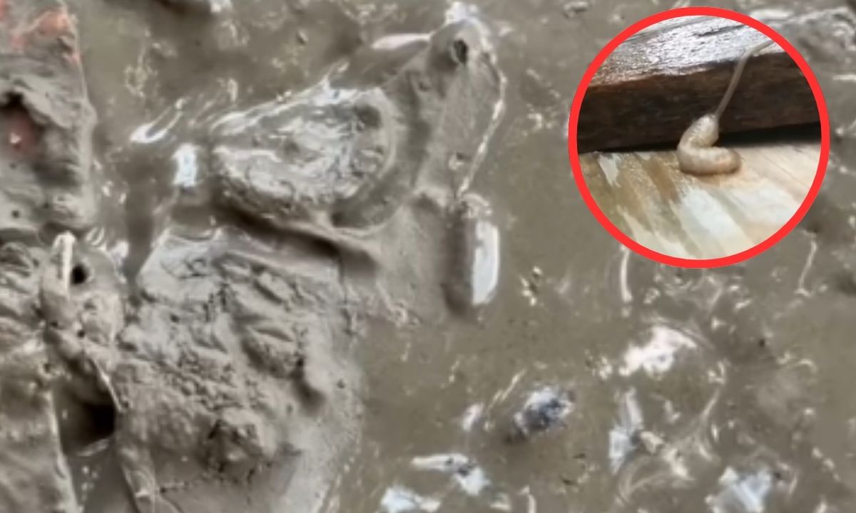 ¿Son peligrosos los gusanos cola de rata que aparecieron tras las ...