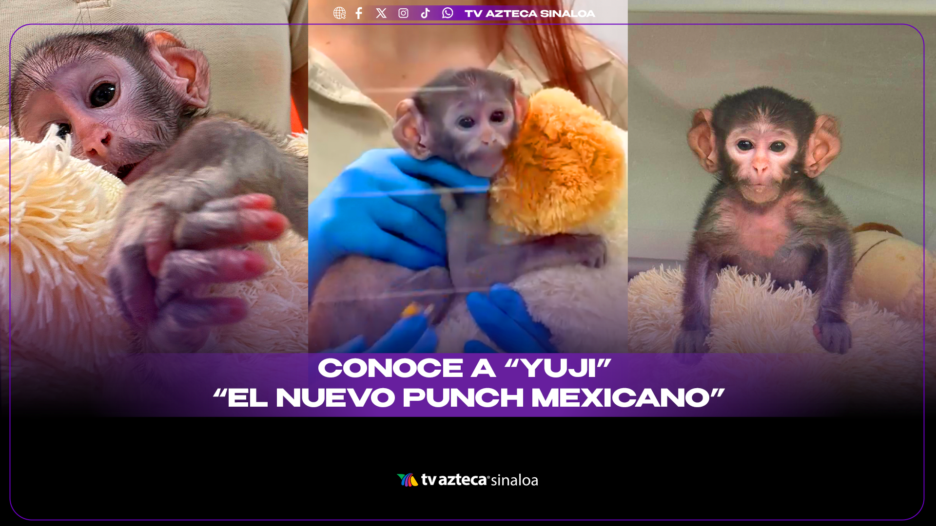 Conoce al mono Yuji el nuevo Punch mexicano rechazado por su madre al ...
