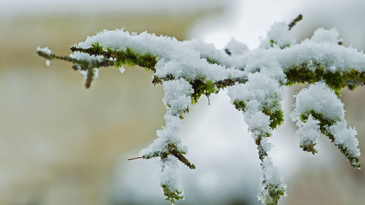 ¿Cuándo y en qué regiones de Veracruz se prevé caída de nieve y aguanieve?
