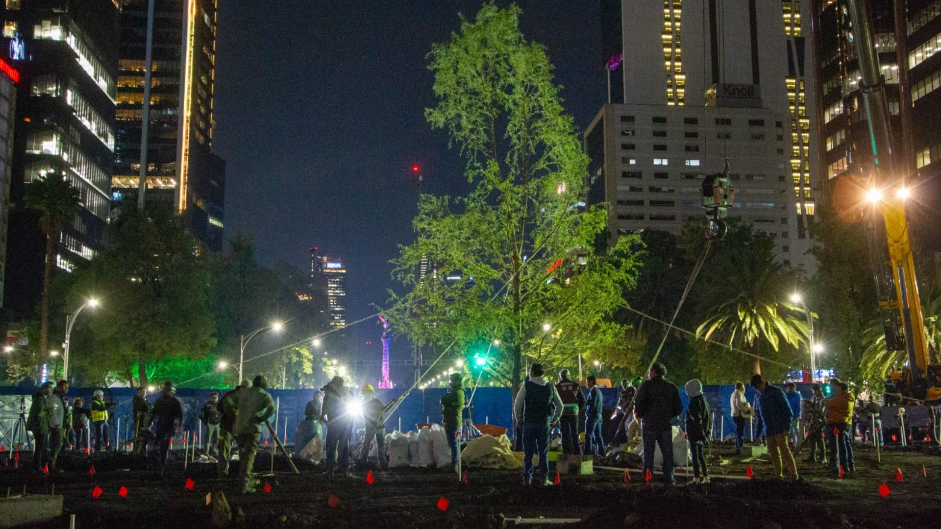 Plantan nuevo ahuehuete en la Glorieta de Paseo de la Reforma