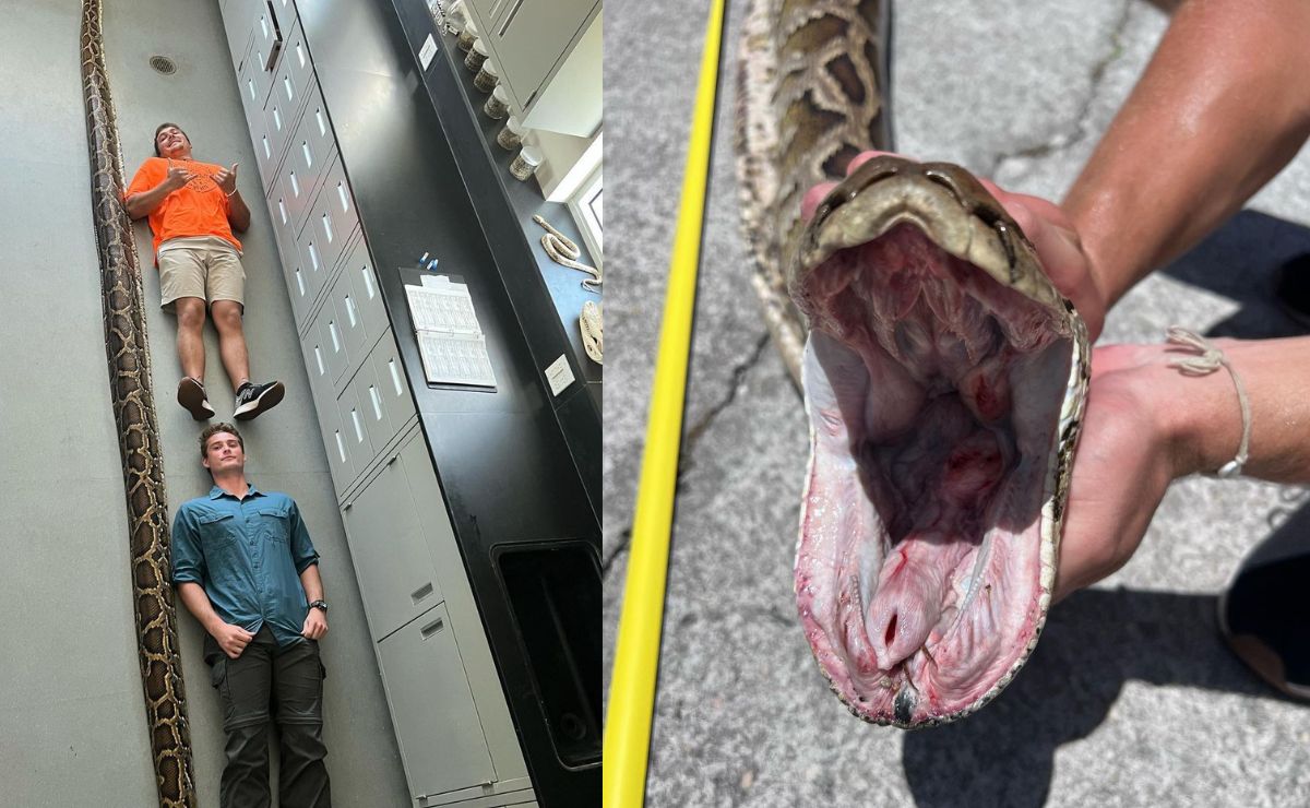 VIDEO: Cazadores capturan a la pitón más larga de Florida