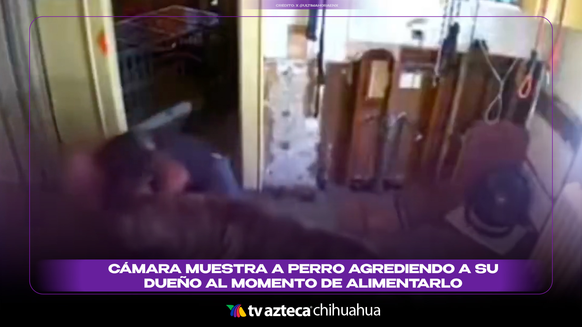 Video muestra ataque de perro a su dueño mientras intentaba alimentarlo ...