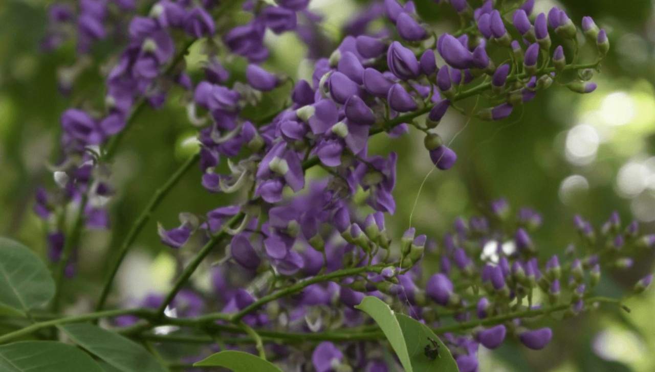 ¿Cómo usar el árbol sagrado balché contra la tos y como laxante?