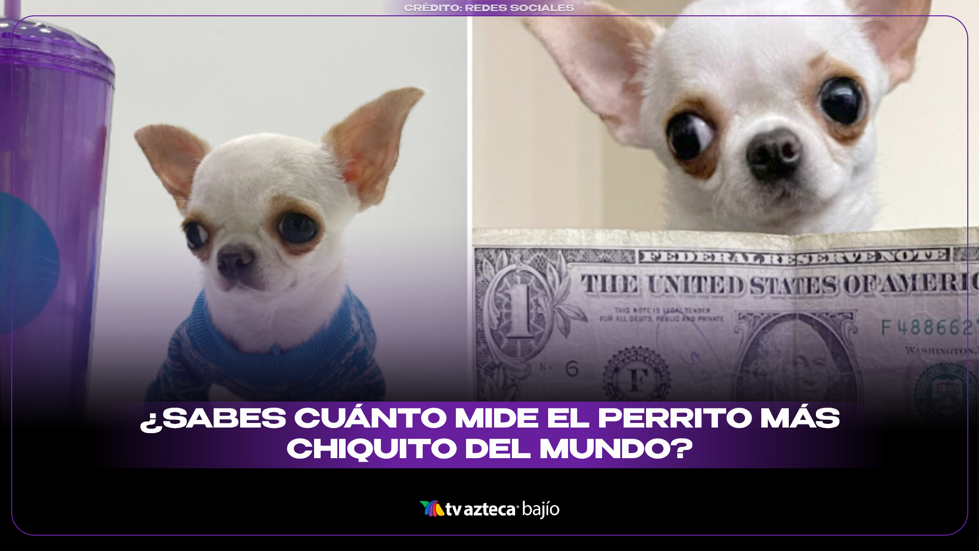Perrito más chiquito del mundo: se llama Pearl y esto es lo que mide