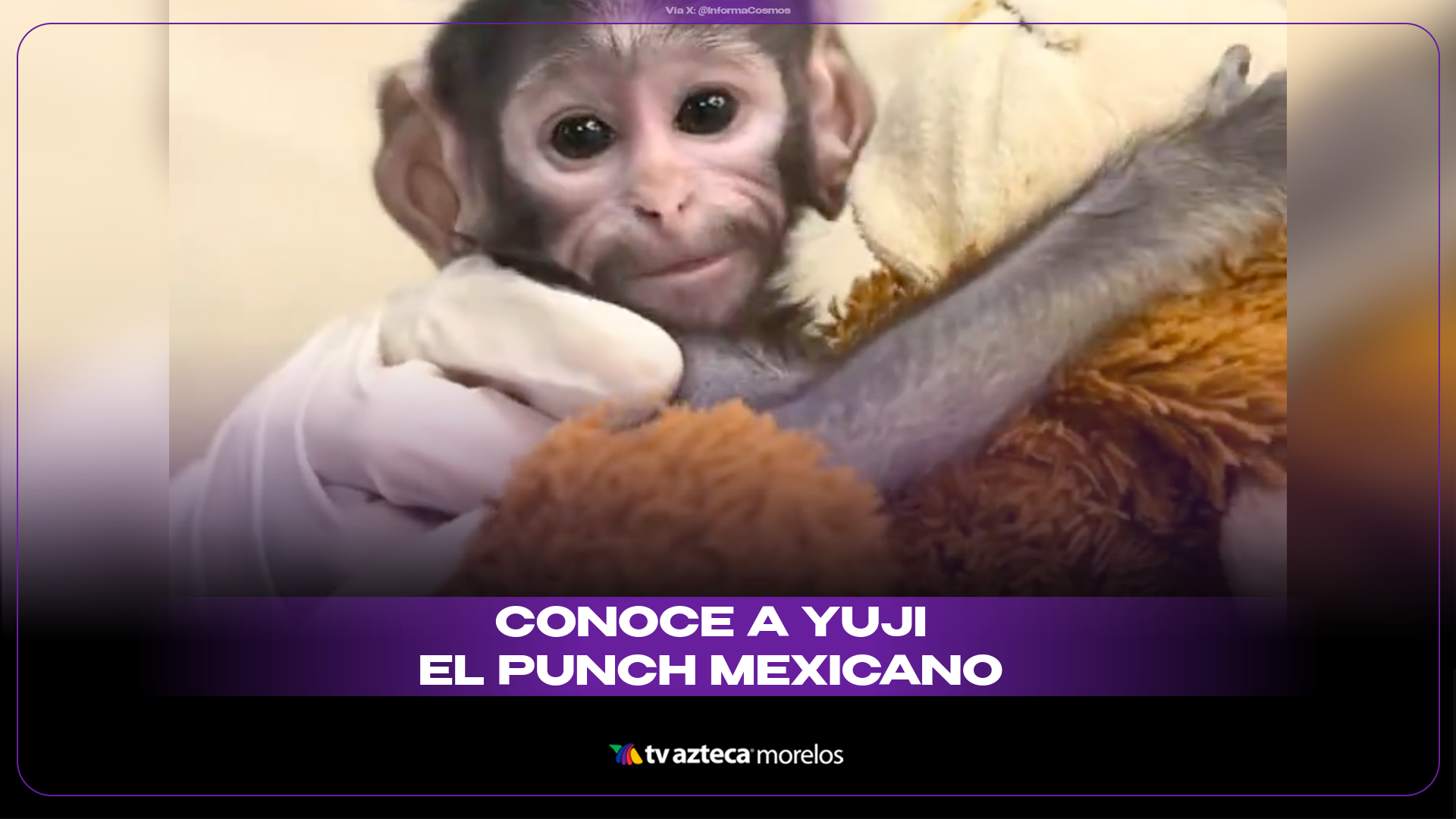 “Punch mexicano”: Yuji, el pequeño monito rechazado por su mamá en el ...