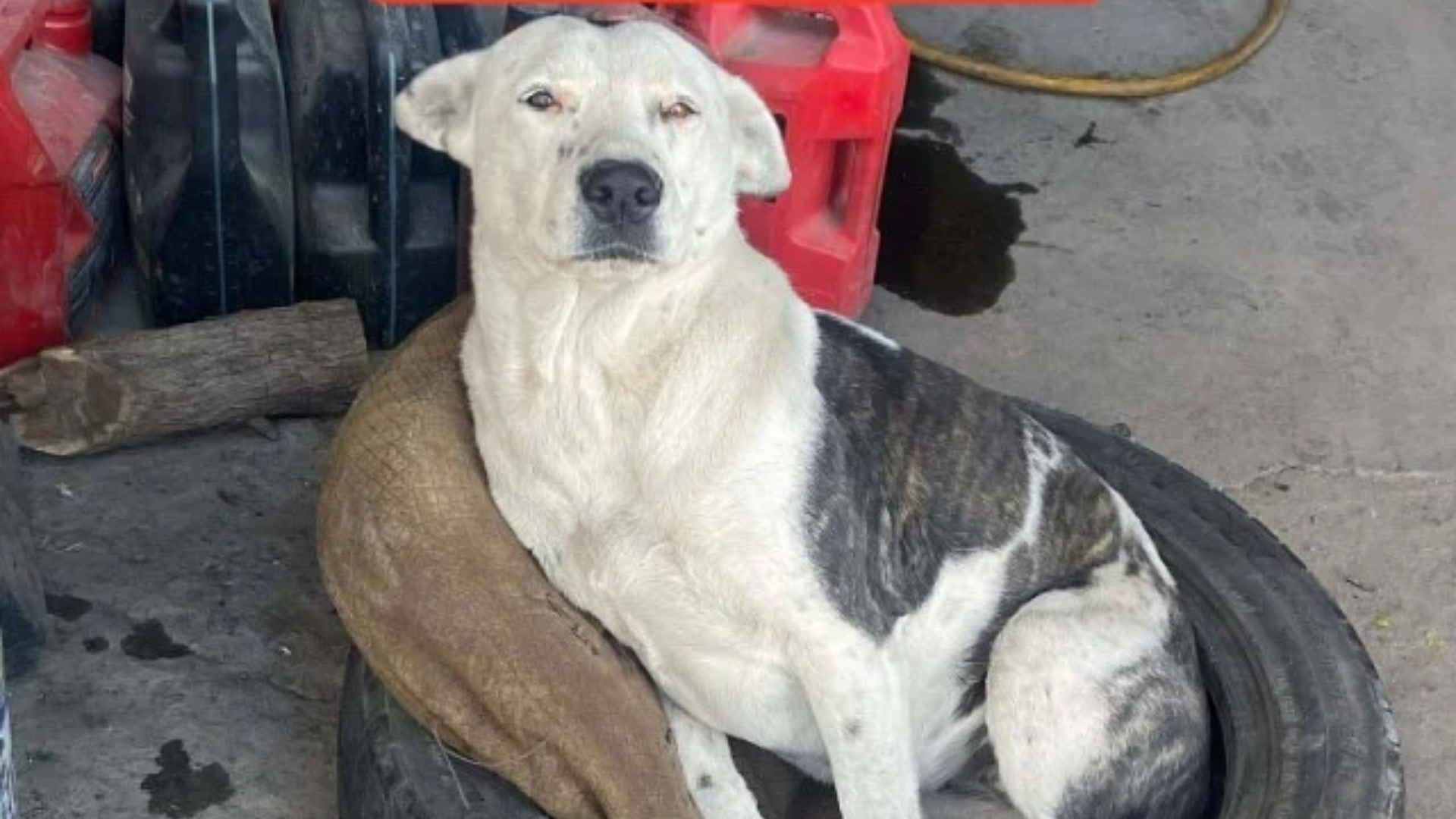 Ofrecen efectivo, llantas y servicios gratis por localizar a perrita extraviada en la Toribio ...