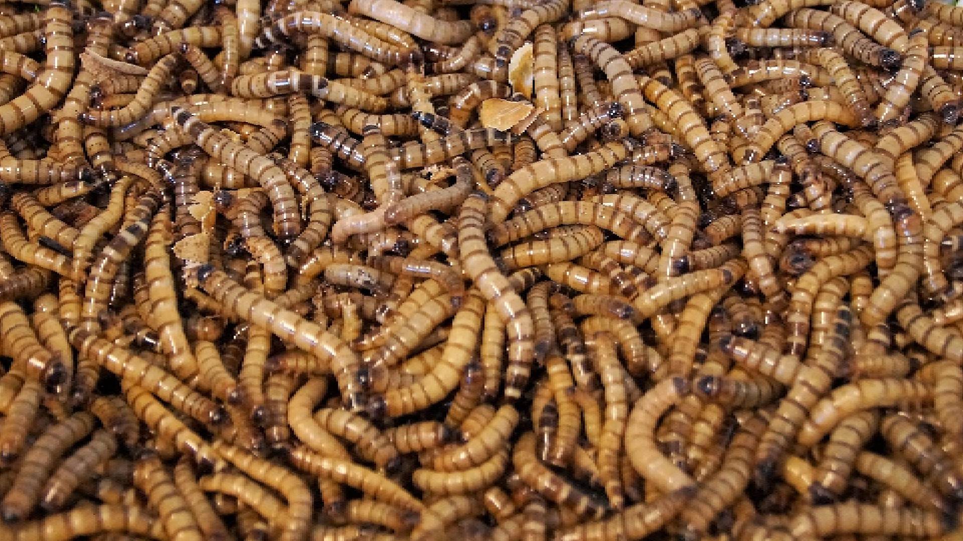 Detectan los primeros casos de infección por gusano barrenador en México