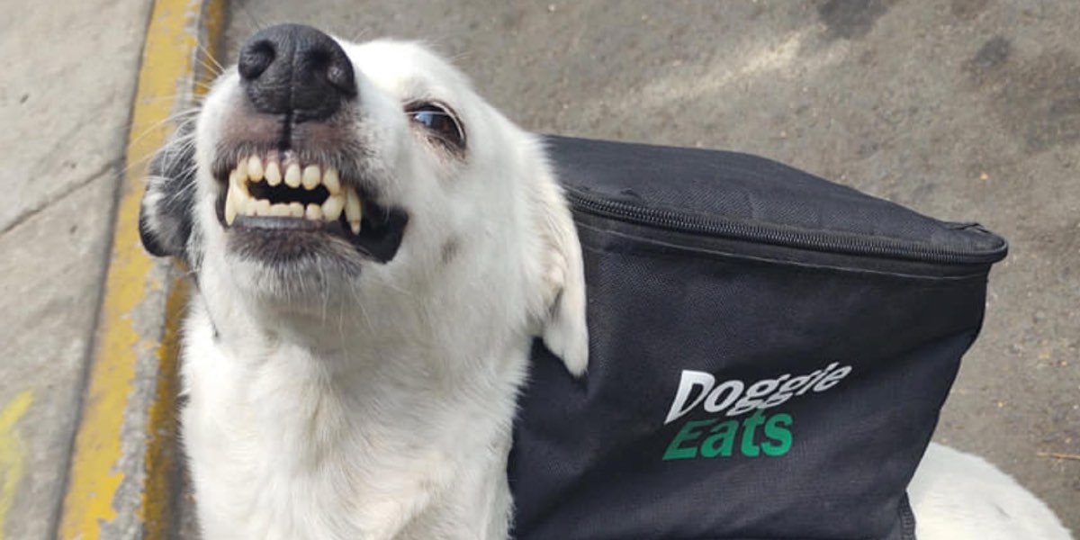 Any: Perrita trabaja como repartidora para ayudar a refugios