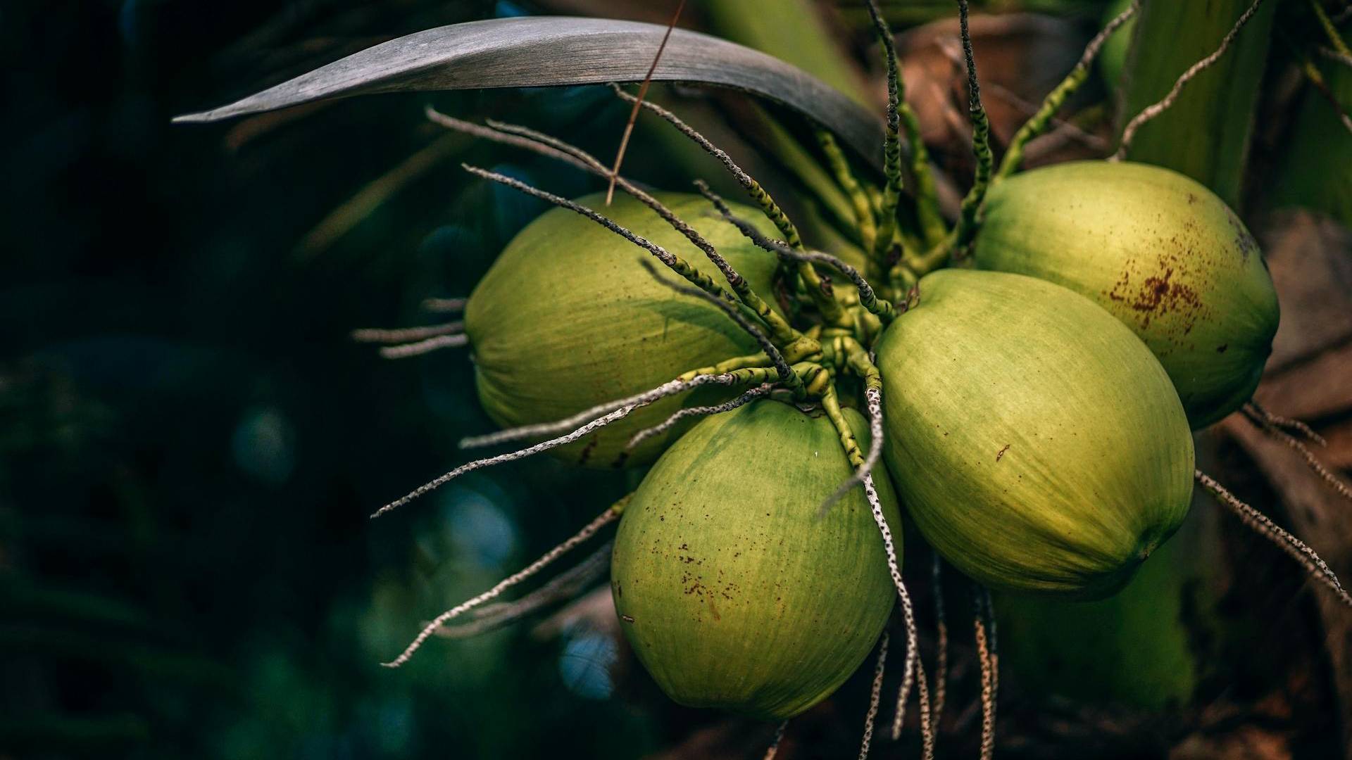 ¿Por qué los cocos contienen agua en su interior?