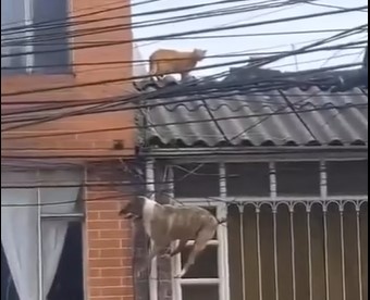 Por perseguir a gato un perro queda colgado entre cables
