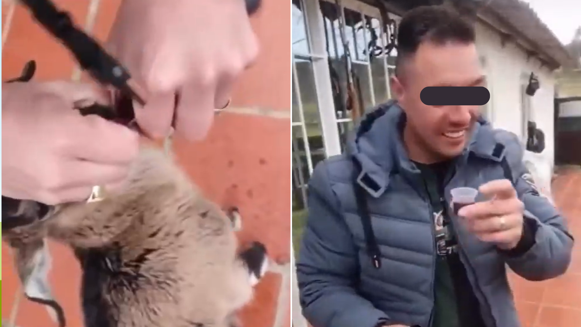 Obligan a una cría de cabra a beber alcohol; video se hizo viral