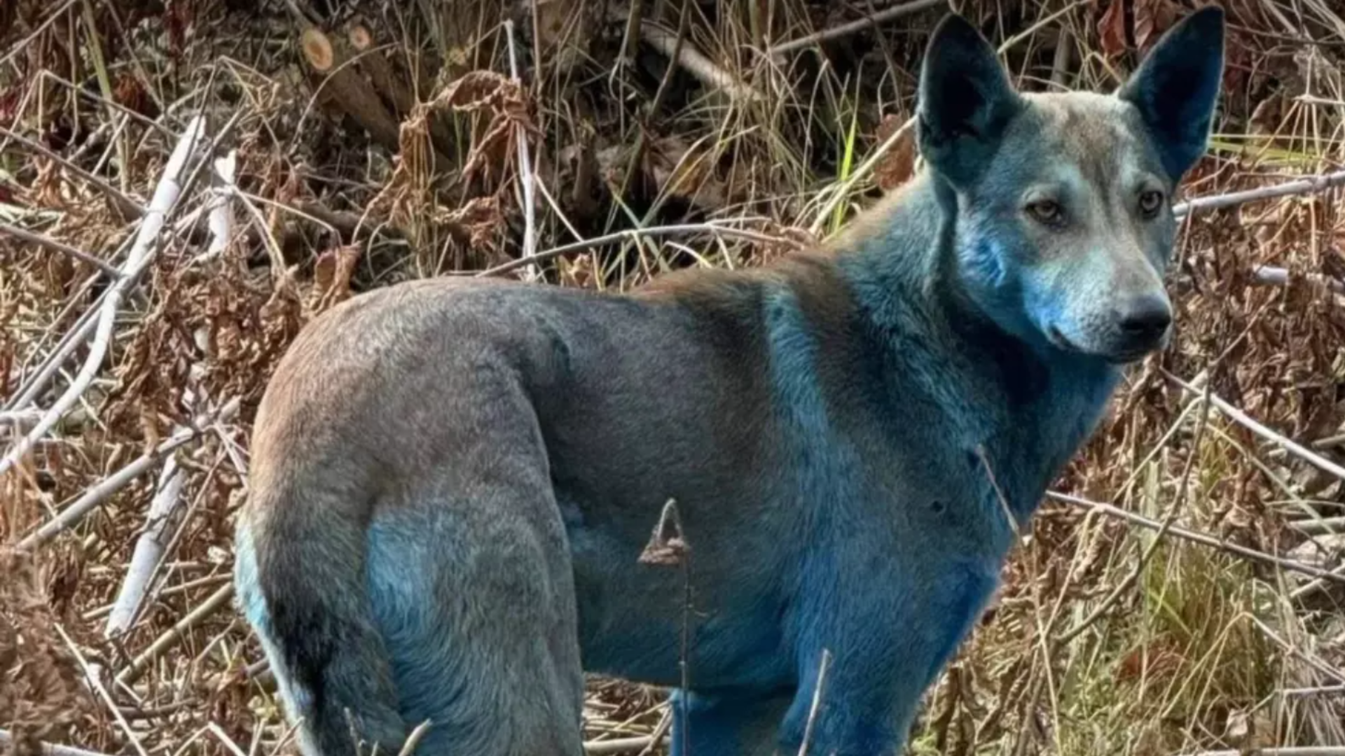 Perros azules en Chernóbil: qué se sabe sobre los animales con pelaje ...