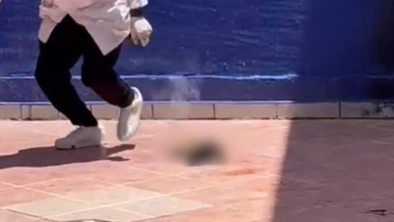 Estudiantes matan a gato con pirotecnia en Guanajuato y causan indignación
