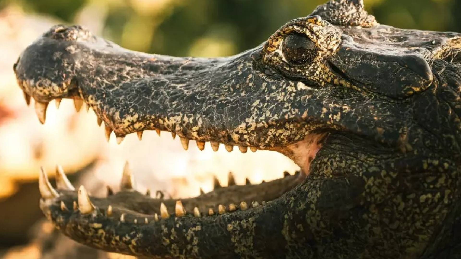 Atrapan a caimán de 4 metros en plena carretera