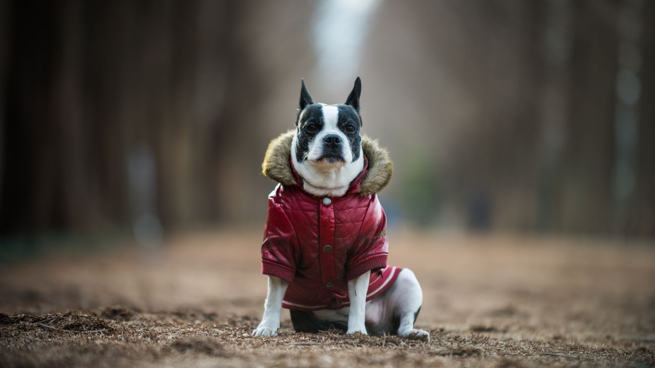 Marcas premium de accesorios para perros