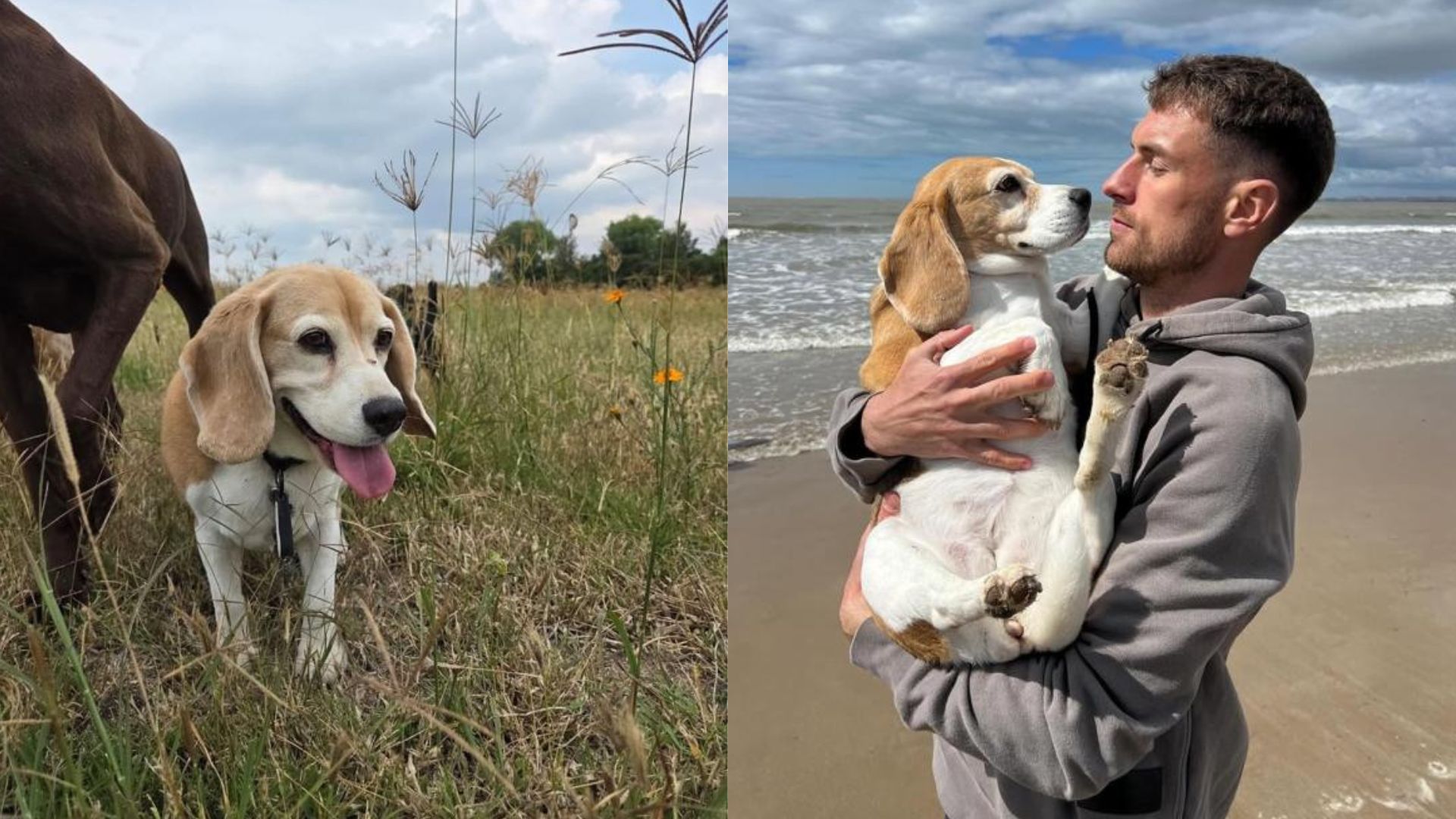 Aaron Ramsey sube la recompensa por encontrar a su perrita extraviada ...
