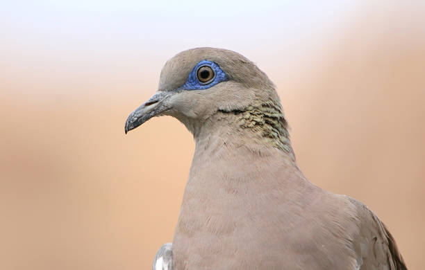 Restaurante en Madrid vendía palomas como si fueran patos y en mal estado