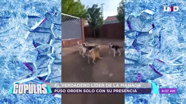VIDEO VIRAL: Perrito "alfa" sorprende en redes por imponerse a otros canes