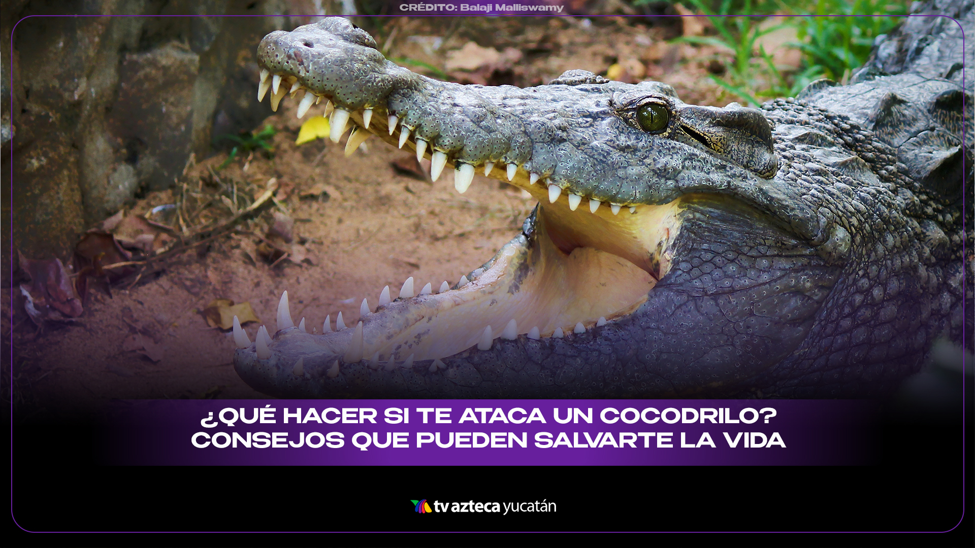 ¿Qué hacer si te ataca un cocodrilo? Guía de supervivencia paso a paso