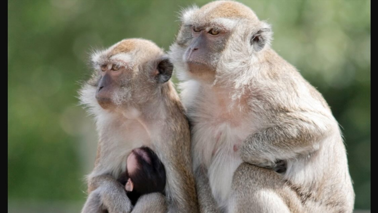 Monos se escapan de centro de investigación en Carolina del Sur