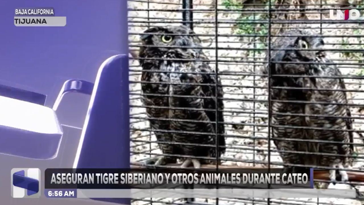 Durante cateo en Tijuana, aseguran tigre siberiano y otros animales