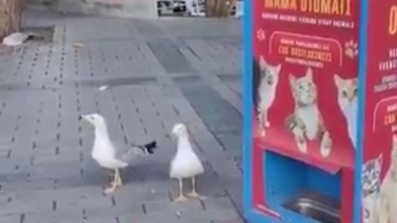 Gaviotas aprenden a maullar para obtener comida para gato