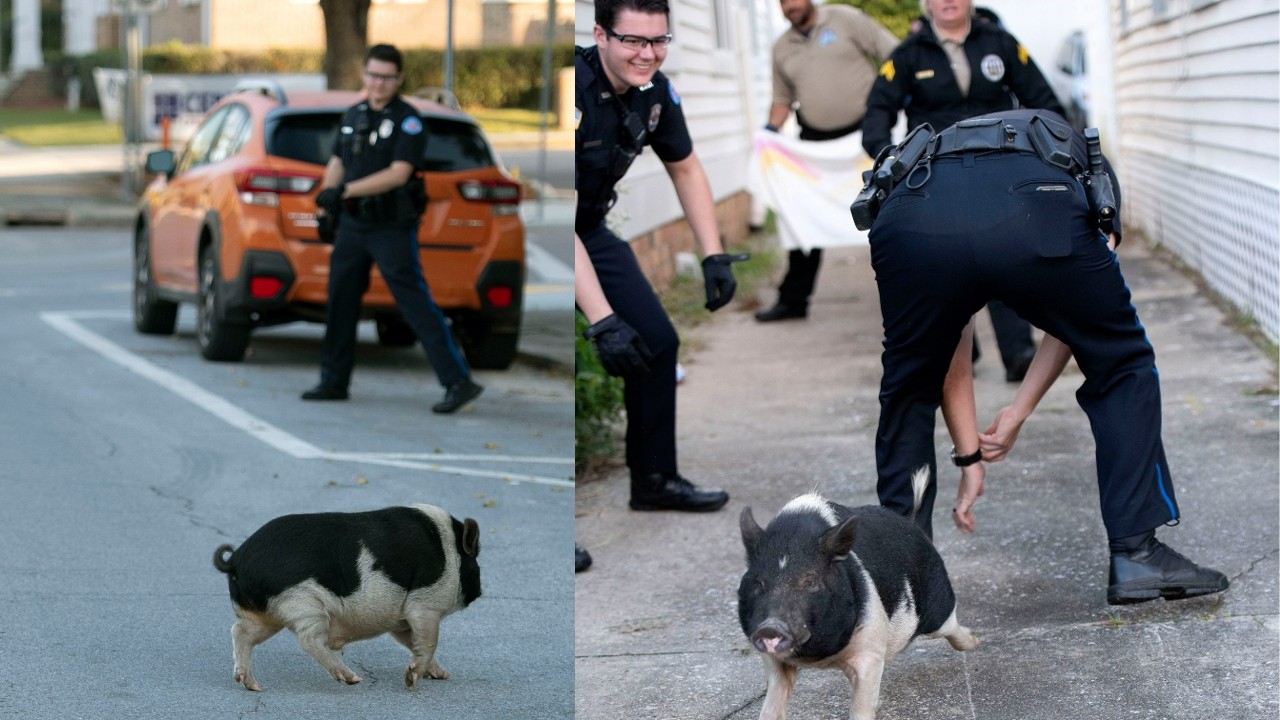 FOTOS: Cerdo fugitivo, policía de Pensacola sufre para atraparlo