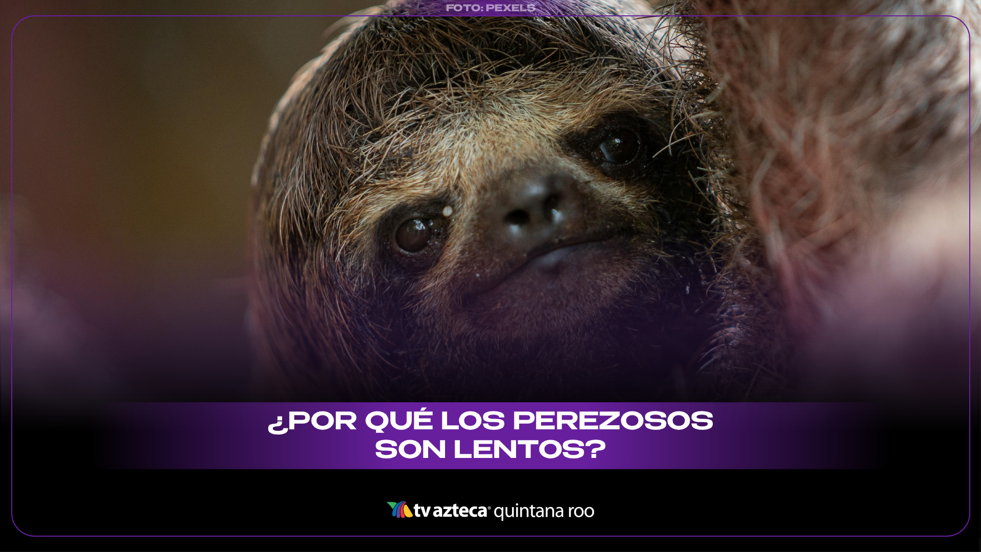 ¿Por qué los perezosos son lentos? Aquí te explicamos más sobre este ...