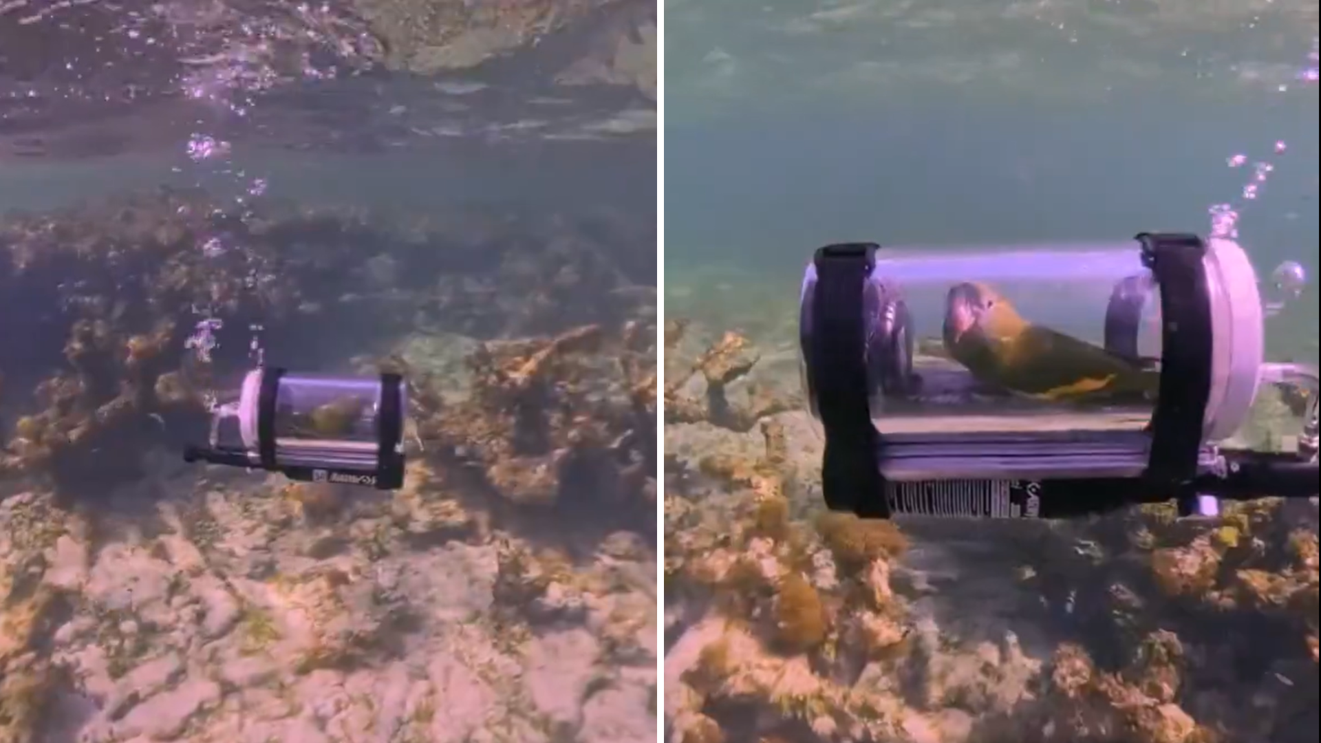 Inventor crea minisubmarino para que su loro explore arrecifes en ...