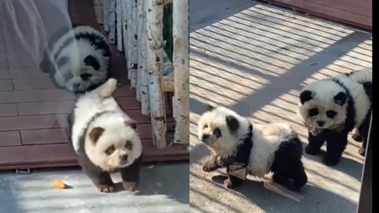 China: Zoológico exhibe perros teñidos como osos panda (VIDEO)
