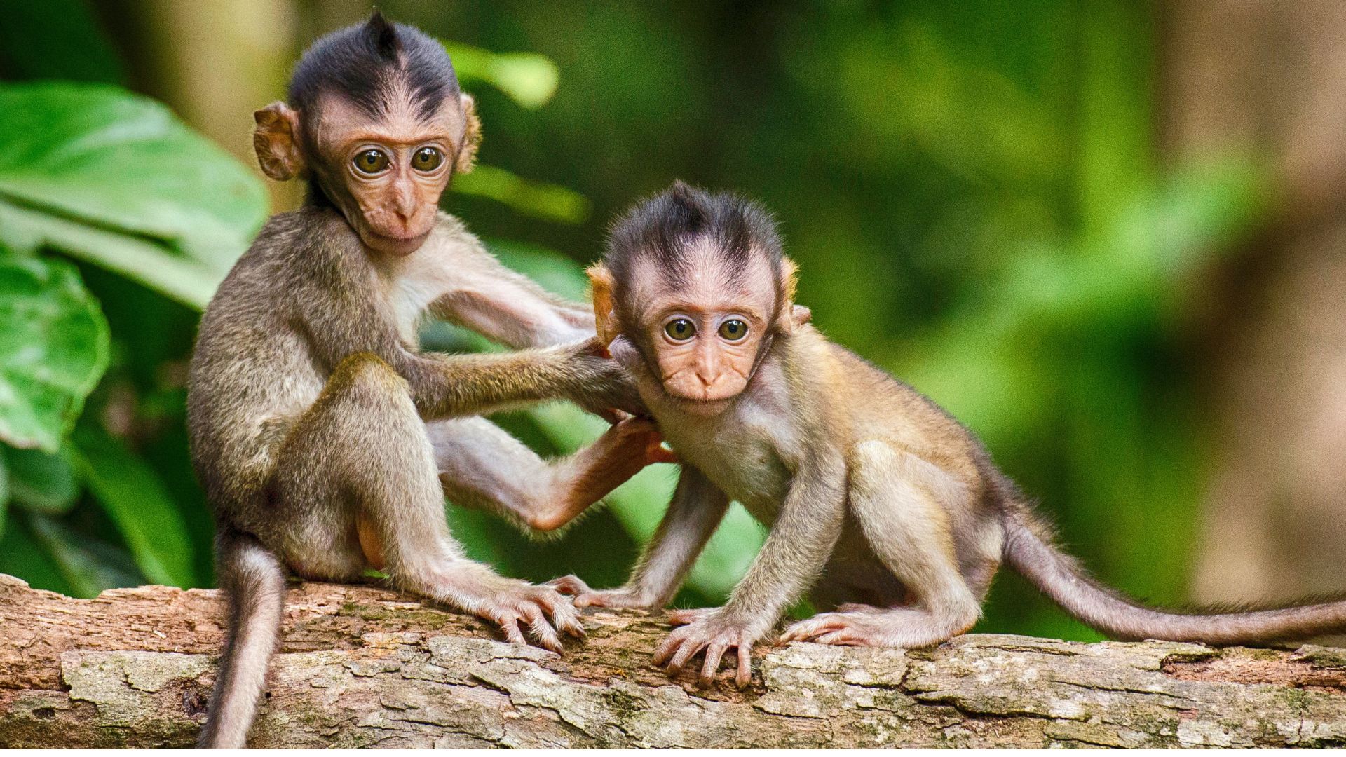 Día Mundial de los Primates: curiosidades que te van a sorprender