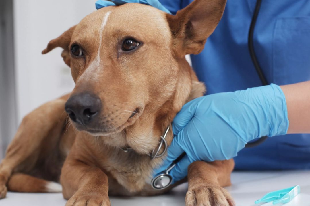 ¿Cuáles son los síntomas de la enfermedad respiratoria de perros y cómo ...