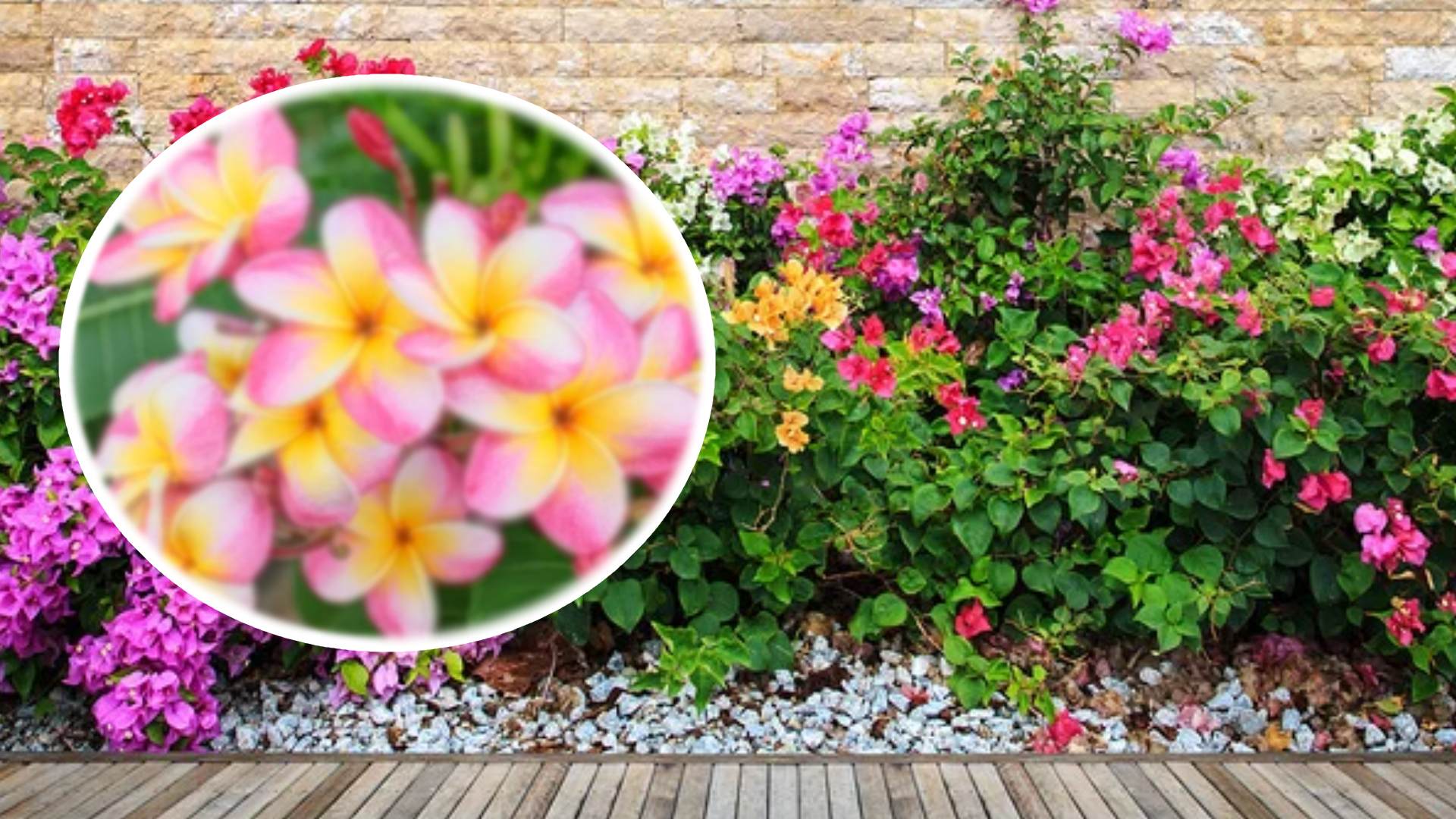 ¿De dónde es la 'Flor de Mayo' y cómo luce?