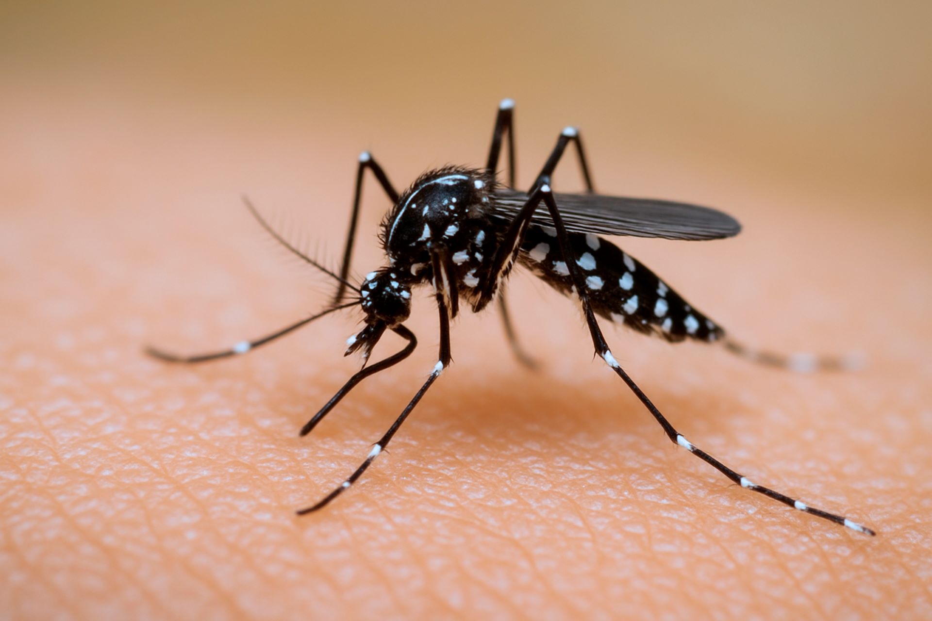 IMSS coadyuva en la prevención y control del dengue