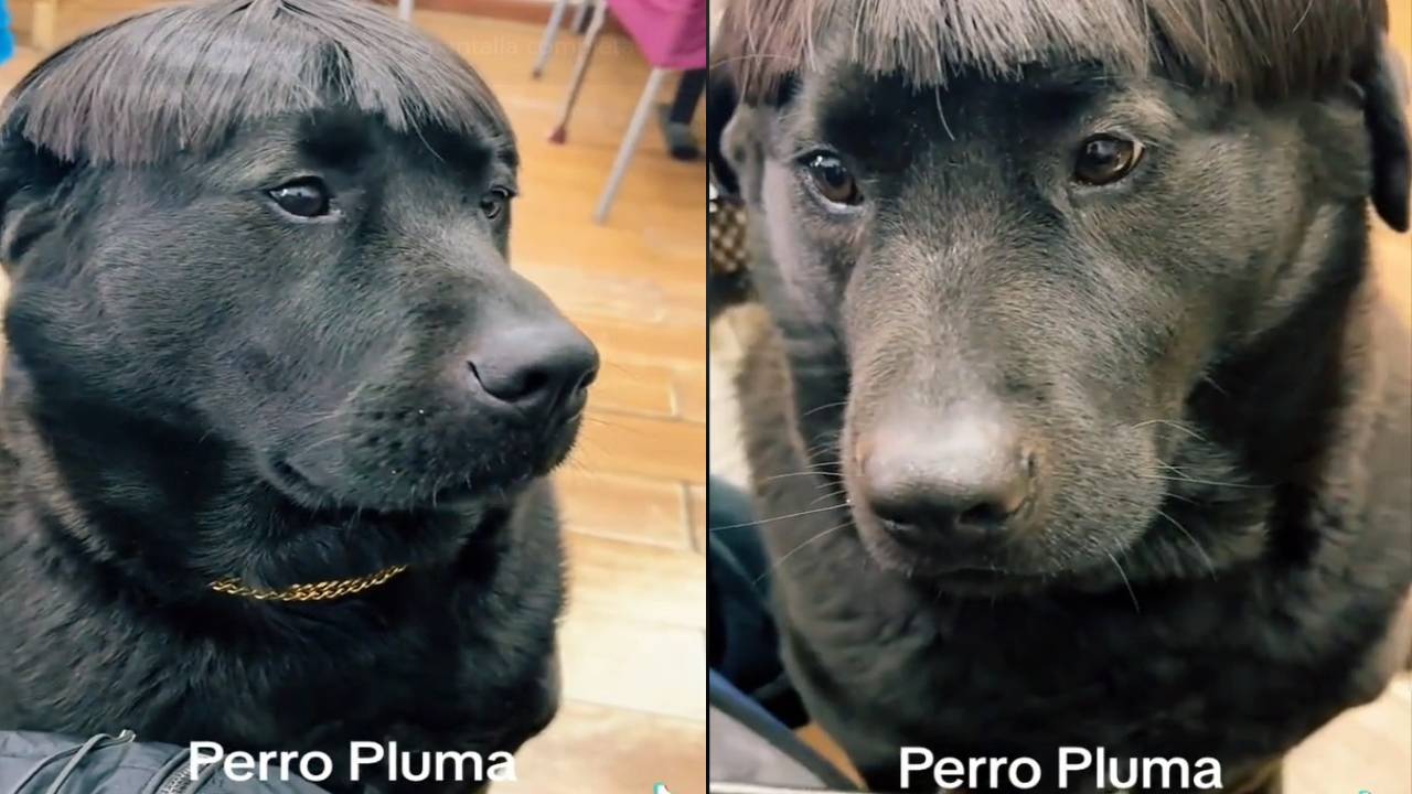 VIDEO: Perrito conquista las redes por su look al estilo Peso Pluma