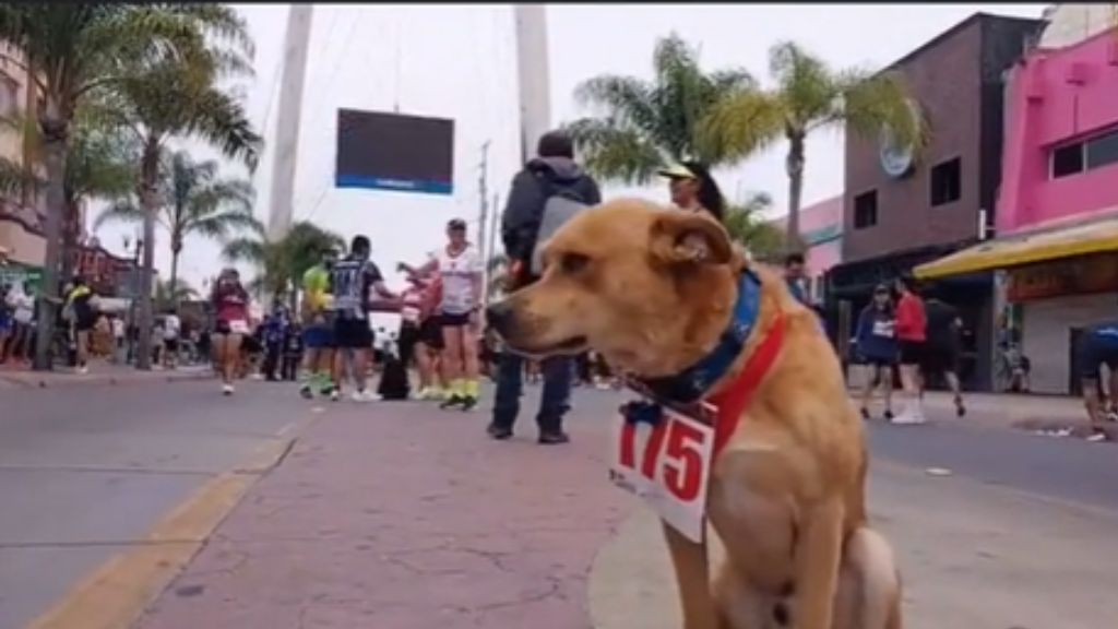 🐕 El Chicles, perrito corredor de Tijuana 🏃🏼‍♂️