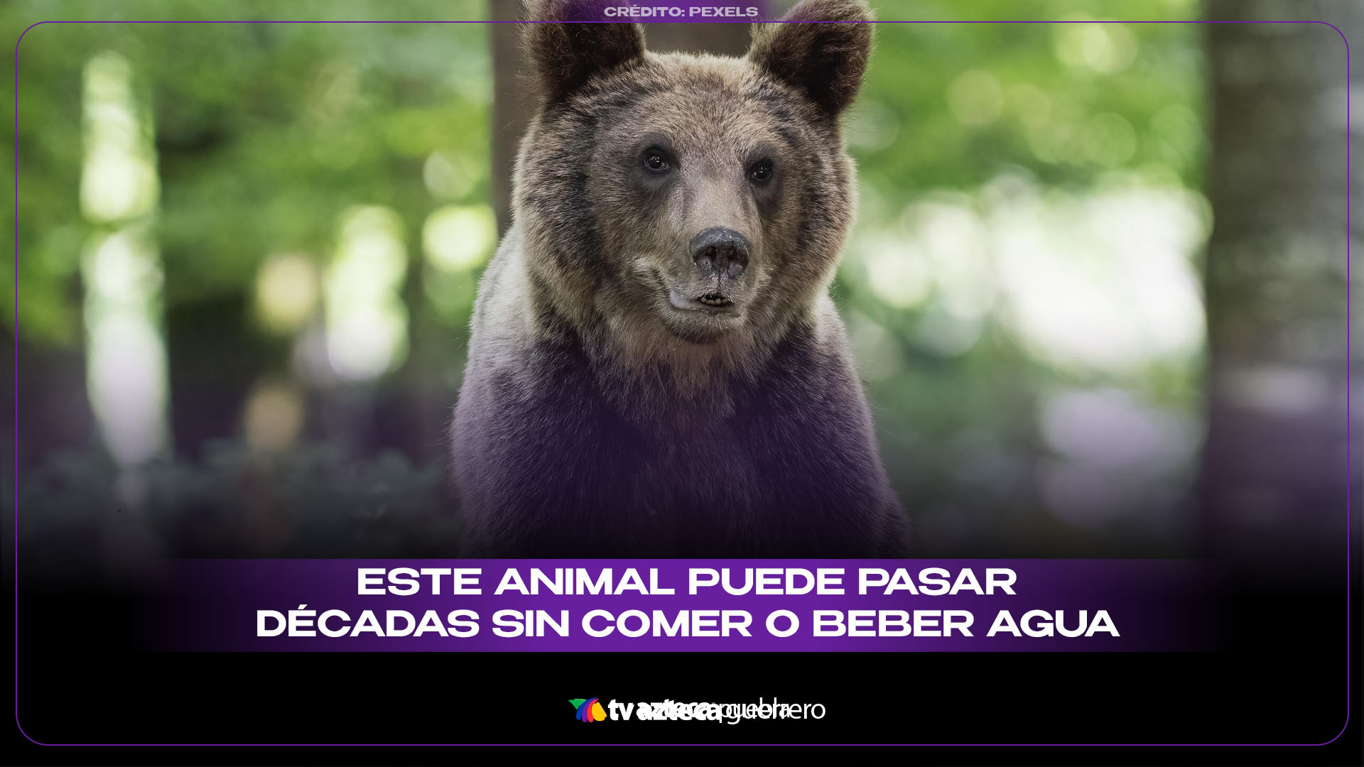 El campeón del ayuno: Este es el Animal que soporta más tiempo sin comer