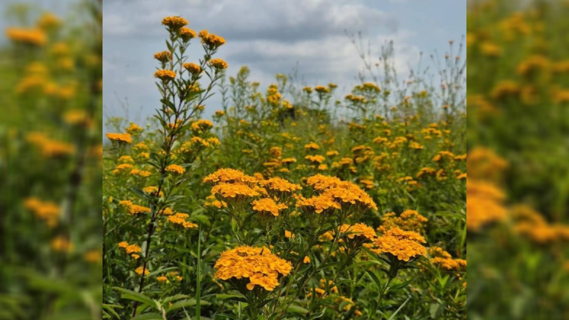 ¿Cuáles son las propiedades medicinales que tiene la flor de pericón?