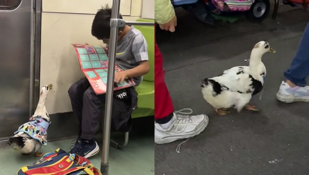 Pato se vuelve viral con estos tiernos videos en CDMX