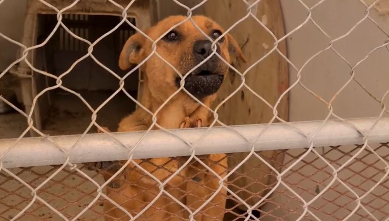 ¿Qué hacer si un perro te ataca? Tips para reaccionar