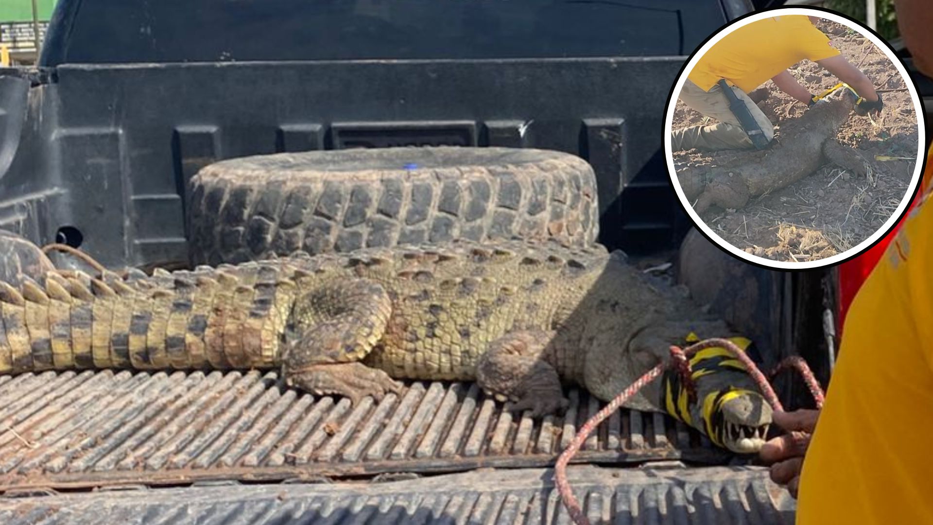 Capturan a caimán en un canal de riego en Juan José Ríos