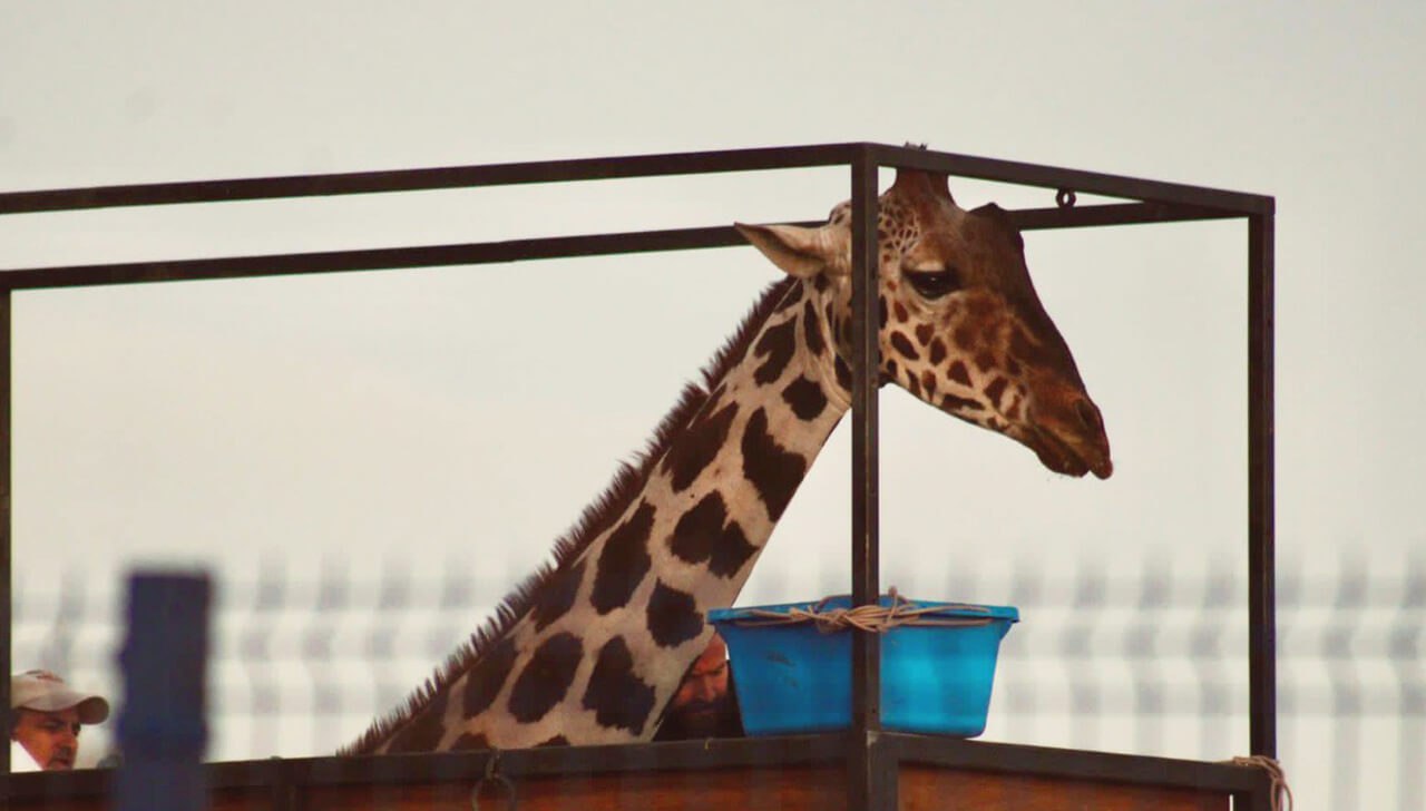 ¿Qué pasará con la jirafa "Benito" tras su llegada a Africam Safari?